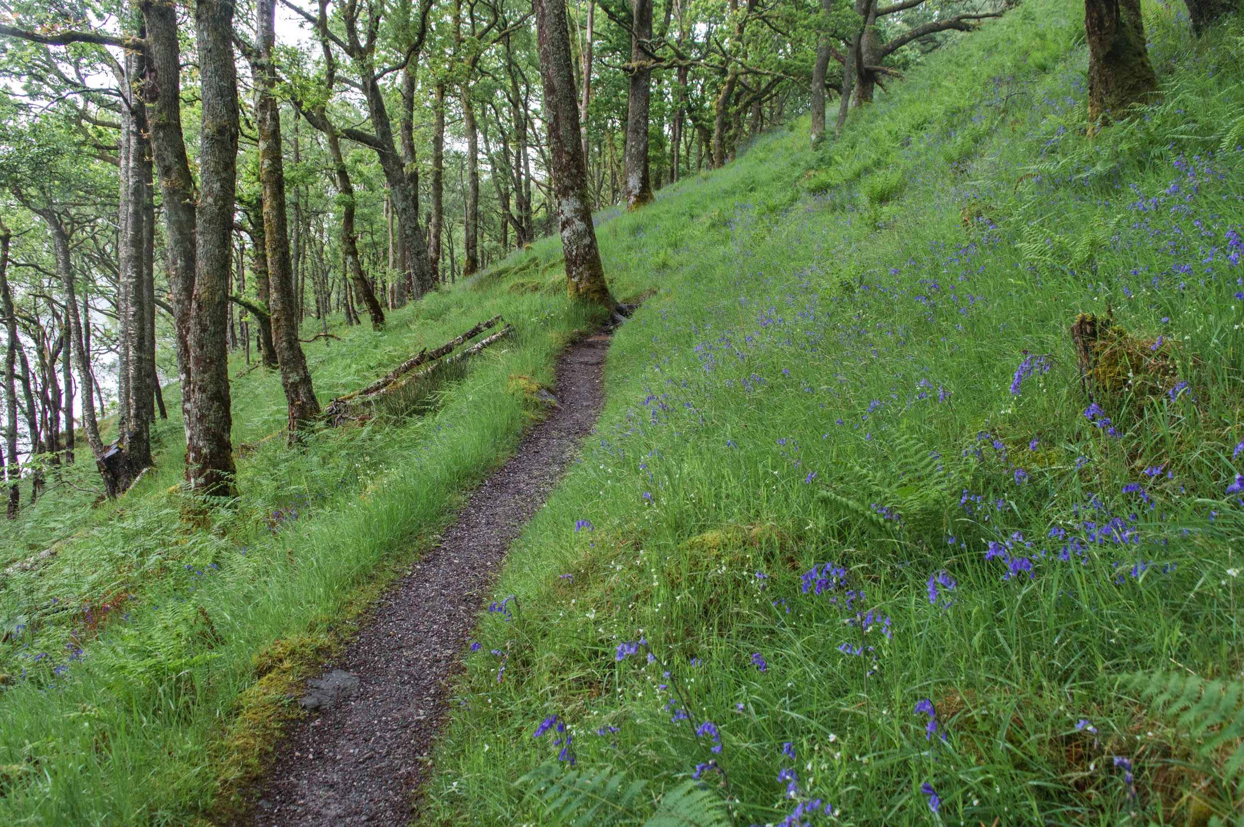 Walking from Rowardennan to Inversnaid — See Loch Lomond