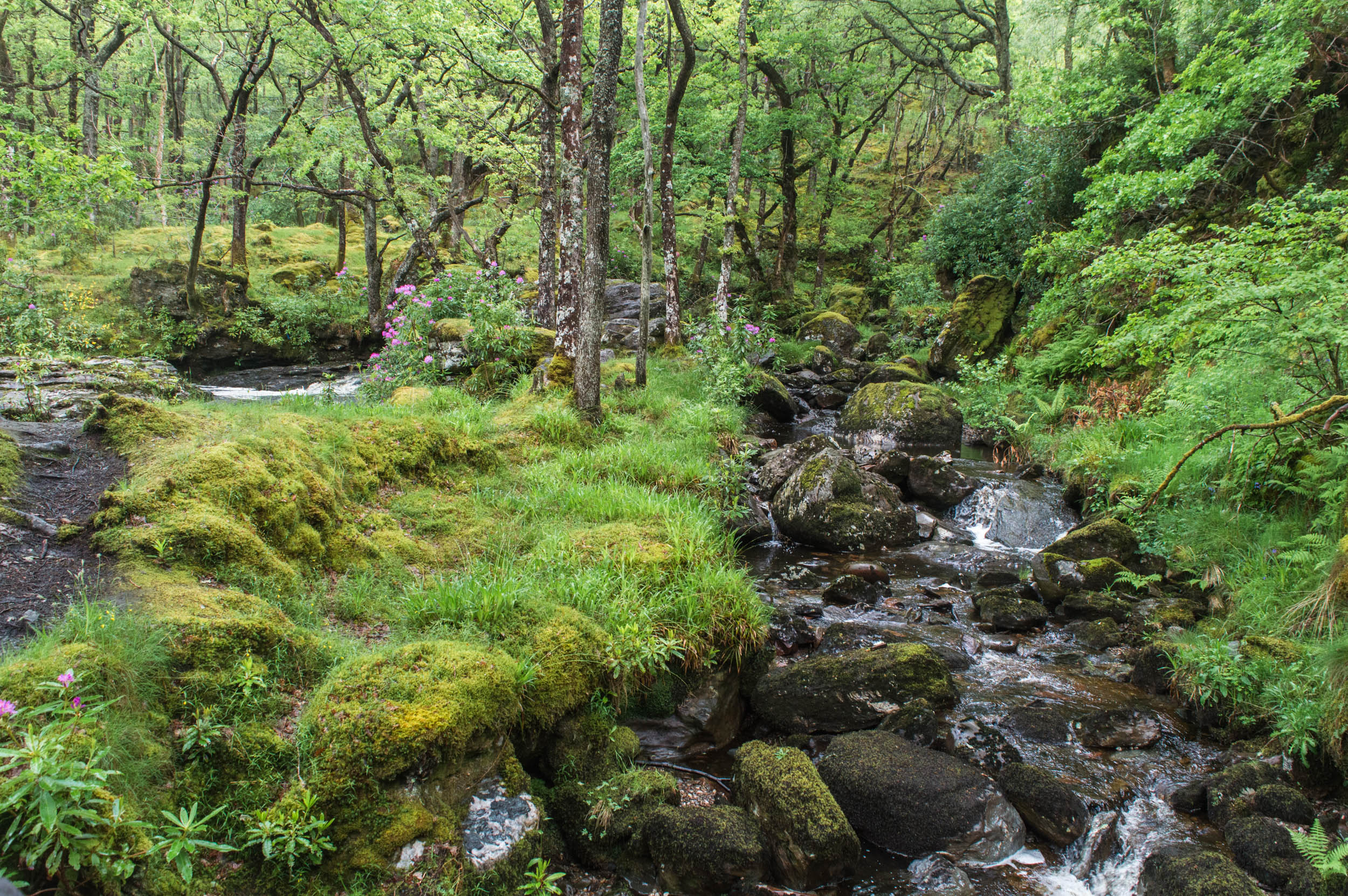 Walking from Rowardennan to Inversnaid — See Loch Lomond