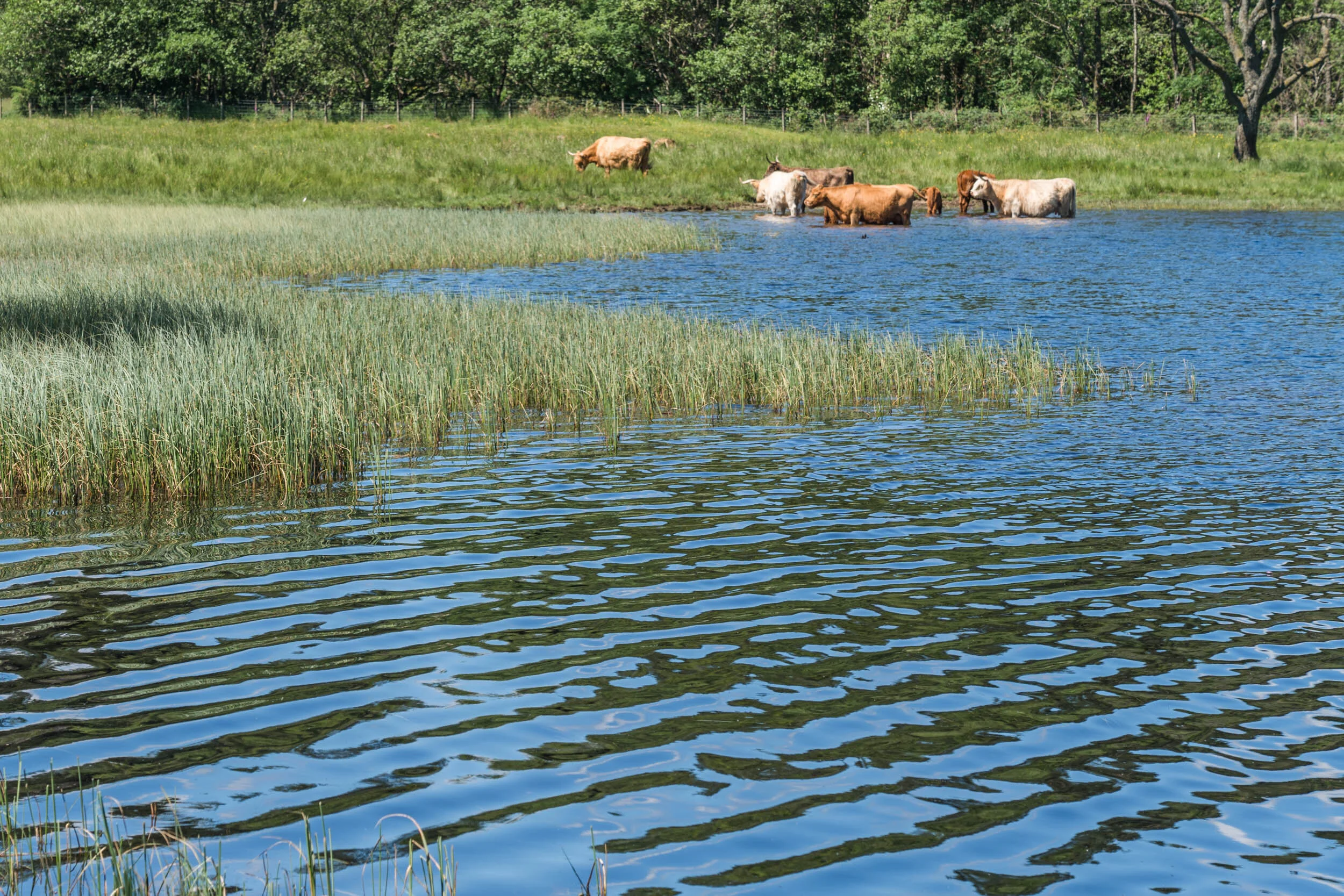 Visit Loch Achray, The Trosssachs — See Loch Lomond :: What to do in ...