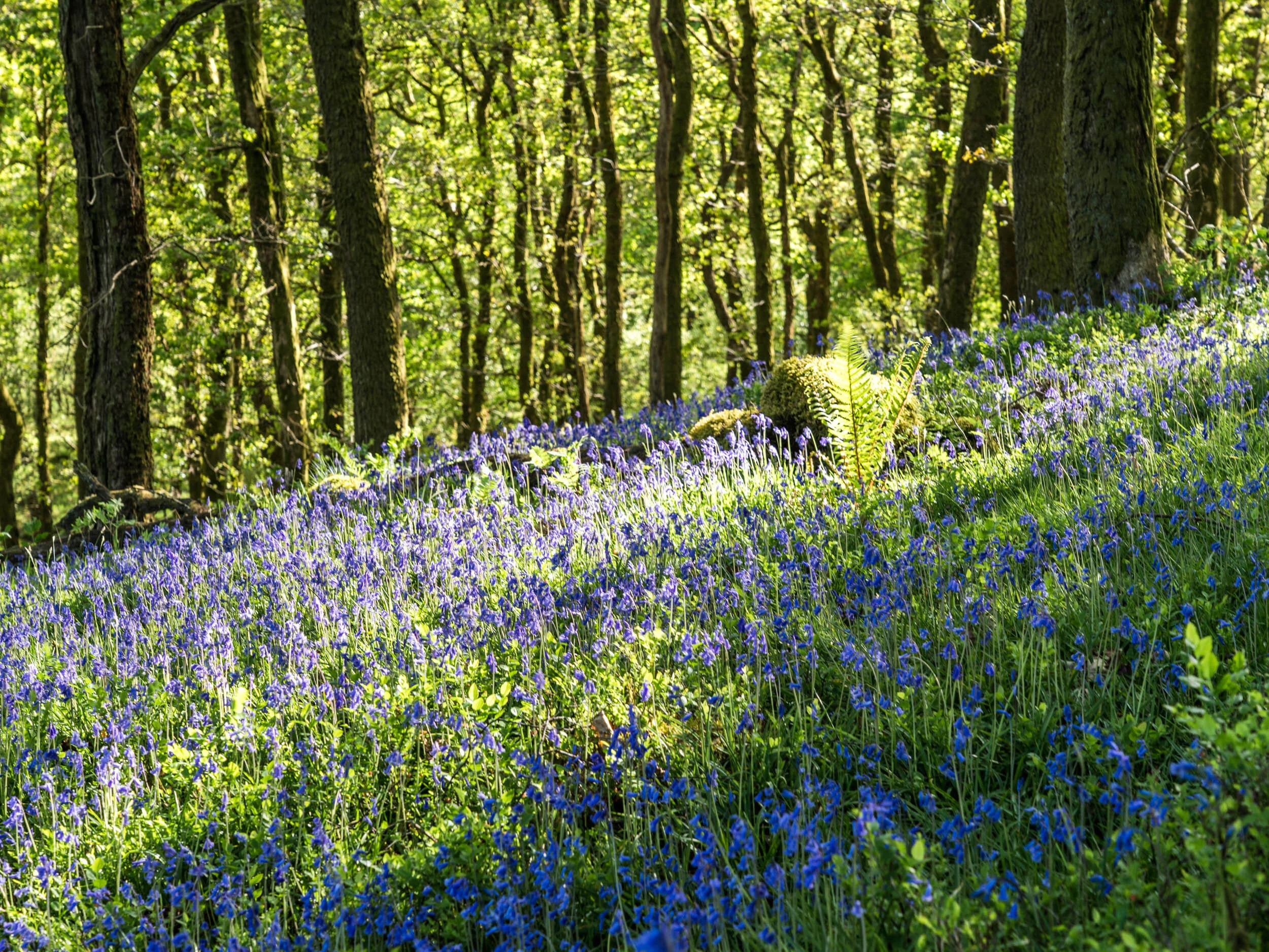 Visit Aberfoyle, Gateway to the Trossachs — See Loch Lomond :: What to ...