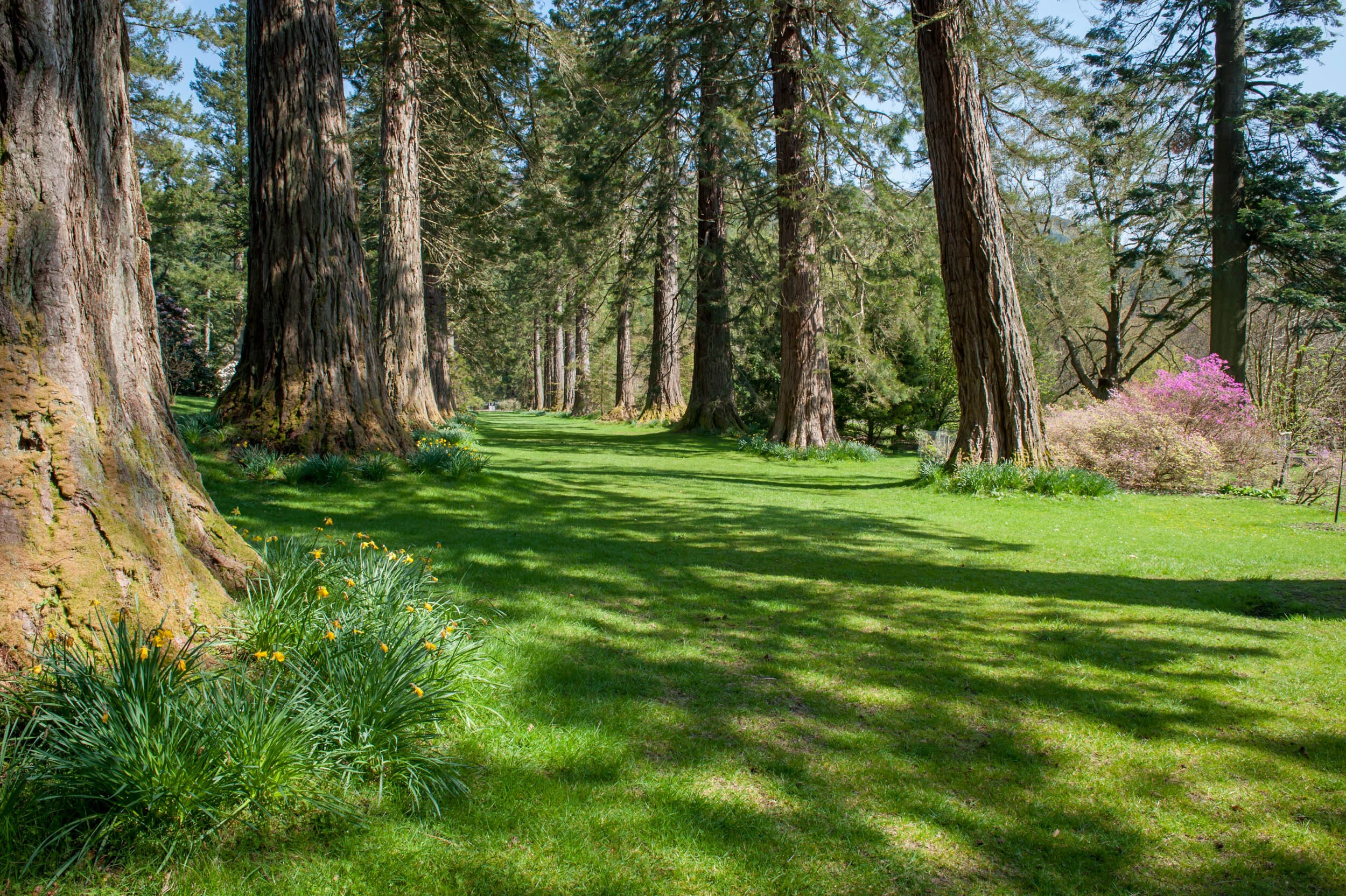 Visit Benmore Botanic Garden, Near Dunoon — See Loch Lomond :: What to ...