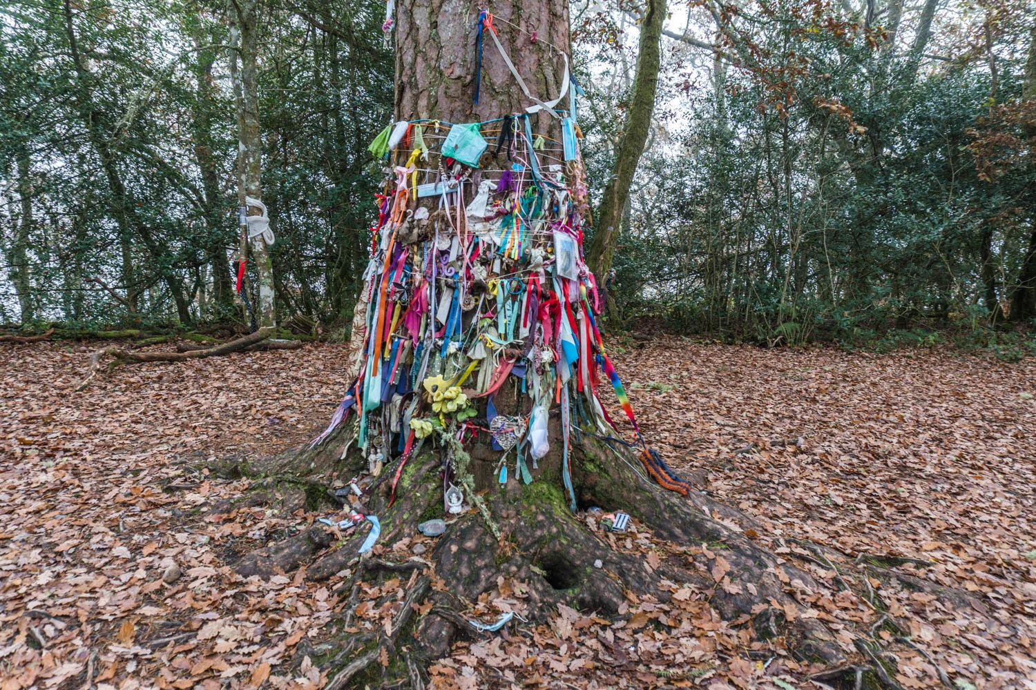 Walking Guide for Doon Hill, Aberfoyle — See Loch Lomond :: What to do ...