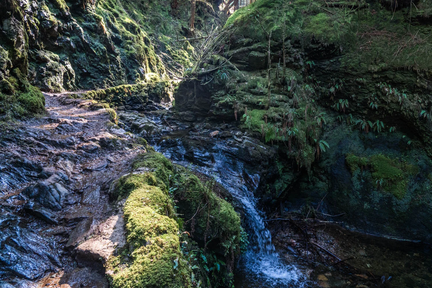 Cowal Peninsula Highlights, Argyll Forest — See Loch Lomond :: What to ...