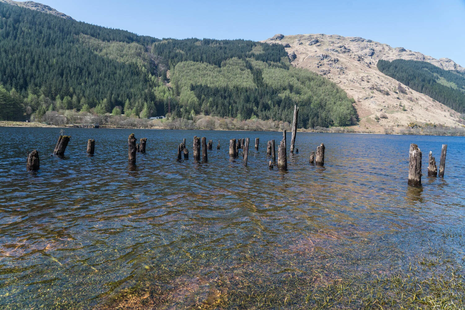 Cowal Peninsula Highlights, Argyll Forest — See Loch Lomond :: What to ...