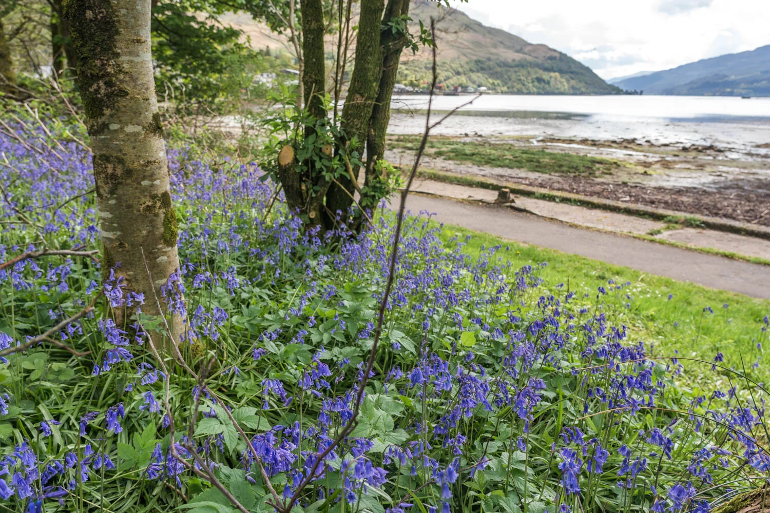Arrochar on Loch Long and Tarbet on Loch Lomond — See Loch Lomond ...