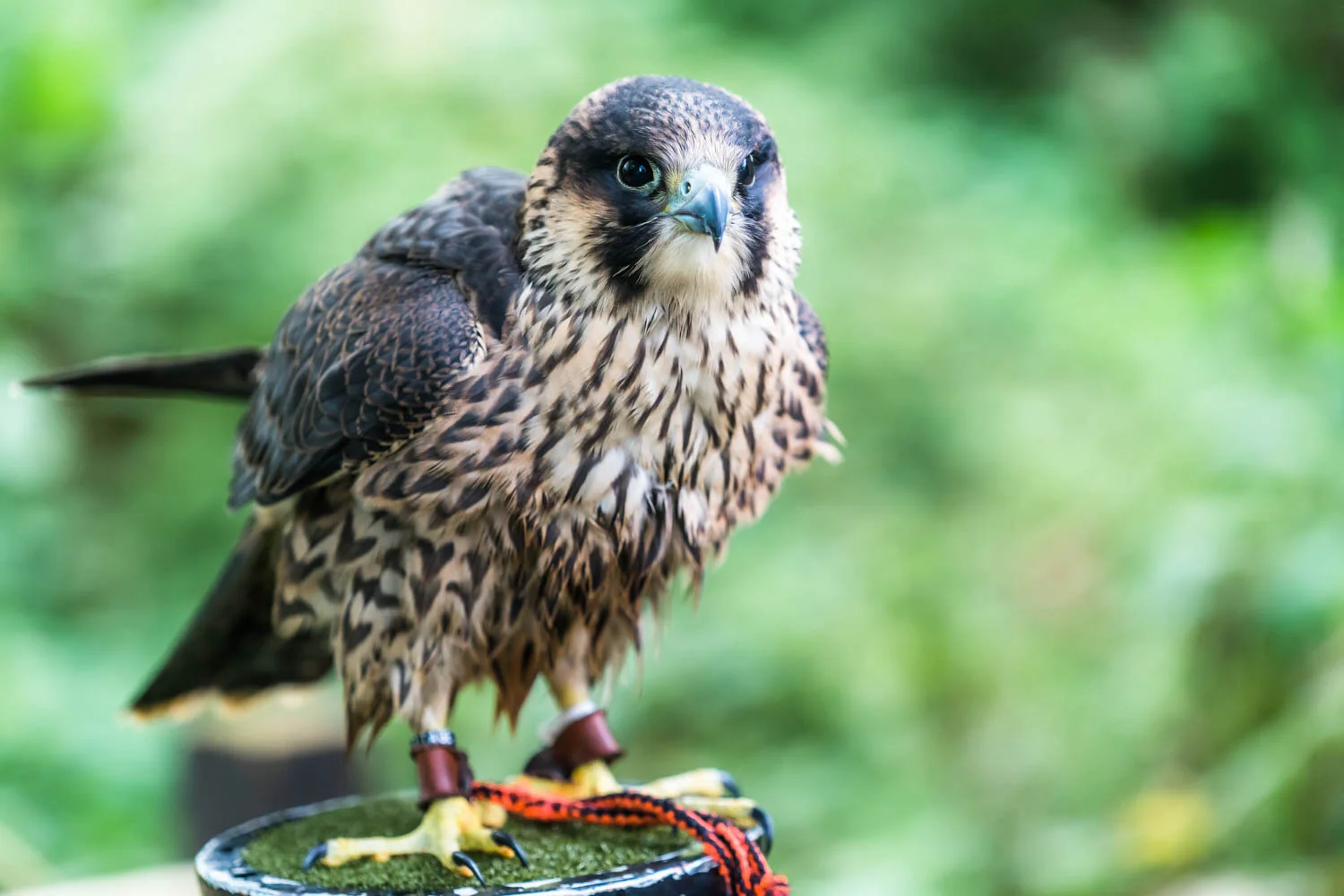 Guide to visiting Loch Lomond Bird of Prey Centre in Balloch — See Loch ...