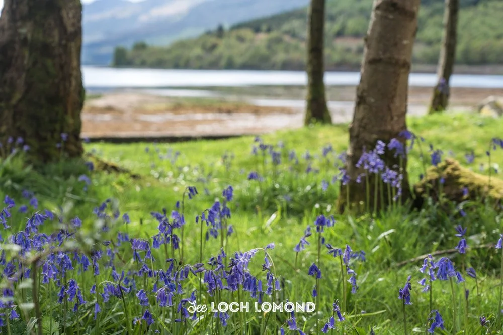 Loch Lomond Spring Photography — See Loch Lomond :: What to do in Loch ...