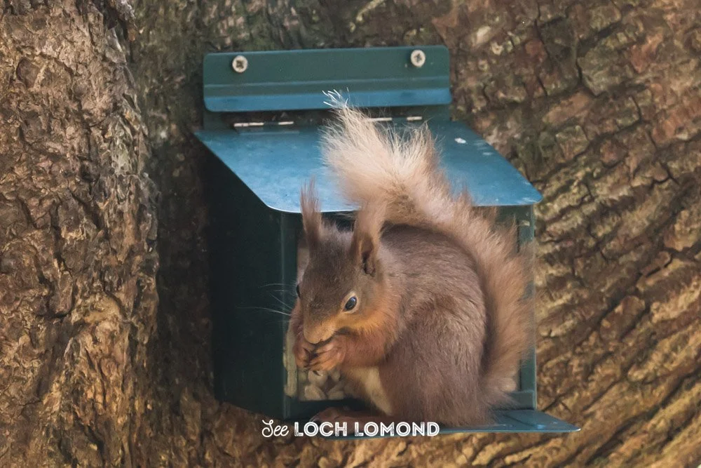 Red Squirrels in the National Park — See Loch Lomond :: What to do in ...