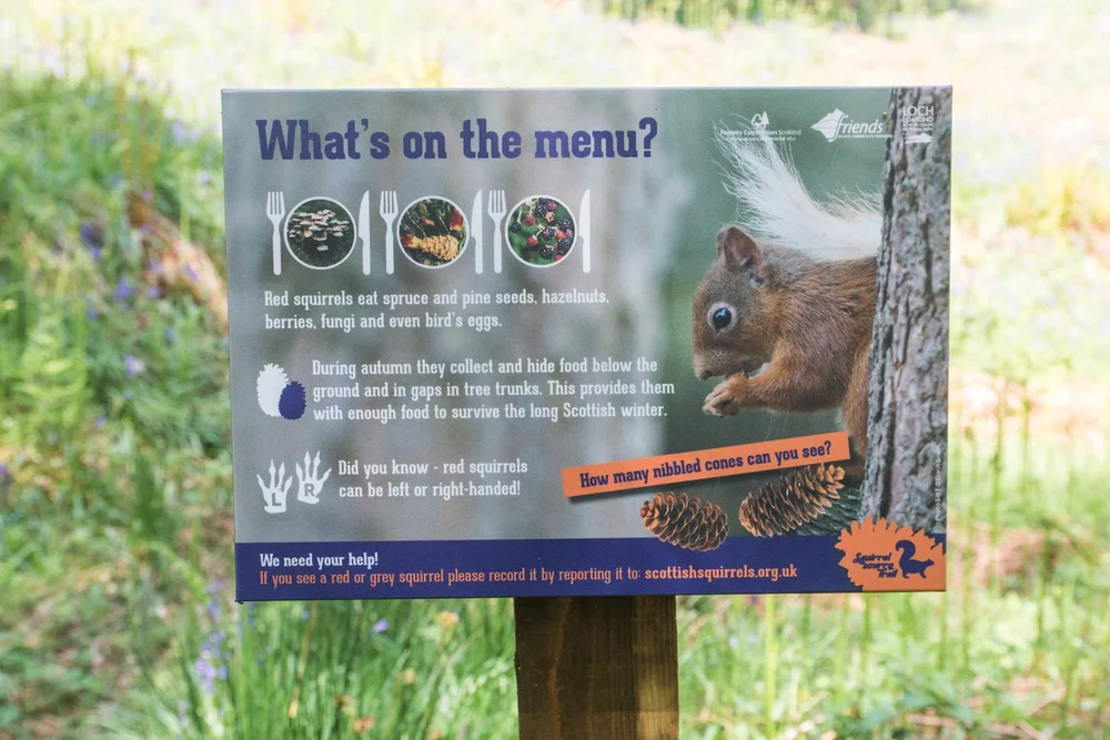Red Squirrels in the National Park — See Loch Lomond :: What to do in ...