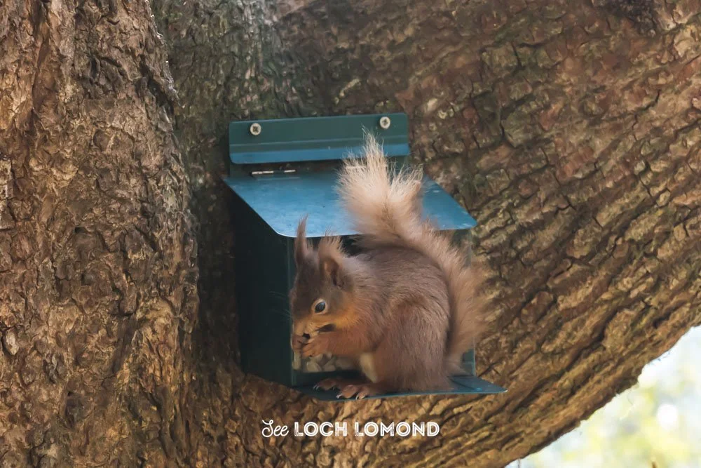 Birds and Wildlife — See Loch Lomond :: What to do in Loch Lomond and ...