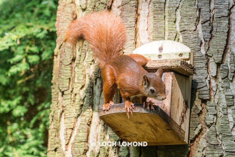 Red Squirrels in the National Park — See Loch Lomond :: What to do in ...