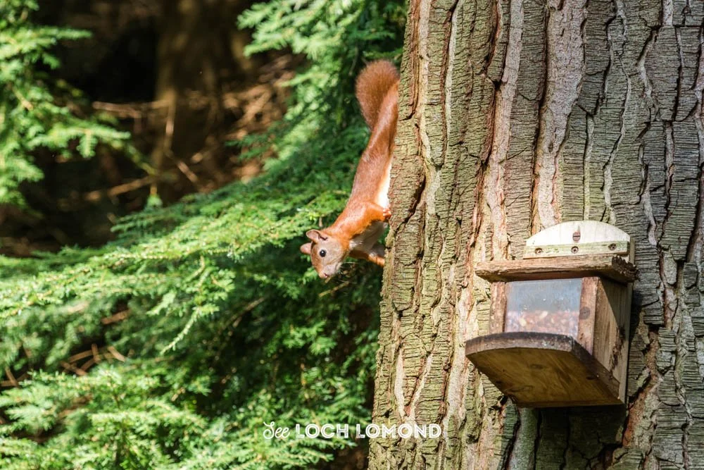 Red Squirrels in the National Park — See Loch Lomond :: What to do in ...