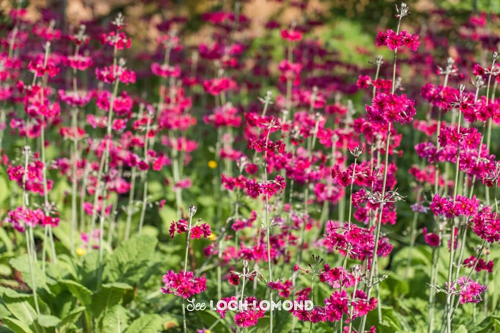 Visit Benmore Botanic Garden, Near Dunoon — See Loch Lomond :: What to ...