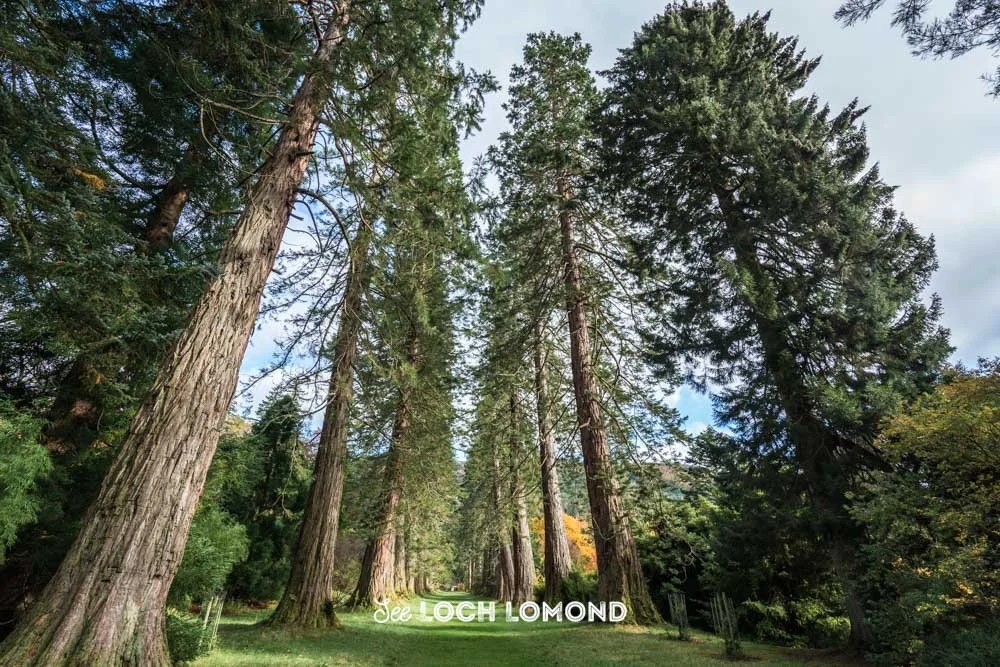 Visit Benmore Botanic Garden, Near Dunoon — See Loch Lomond :: What to ...