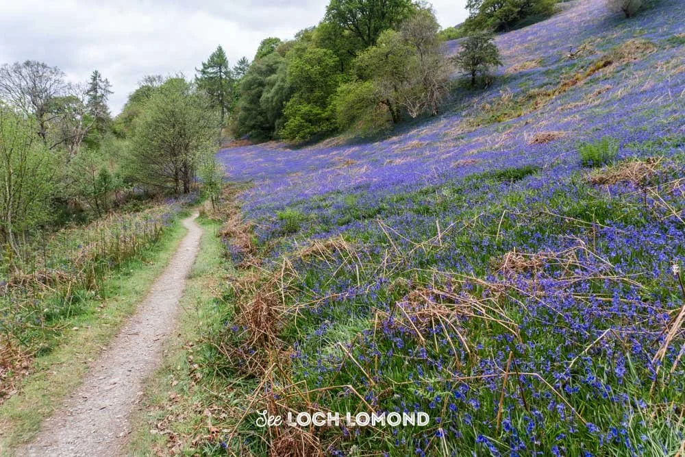 West Highland Way Inversnaid to Inverarnan — See Loch Lomond :: What to ...