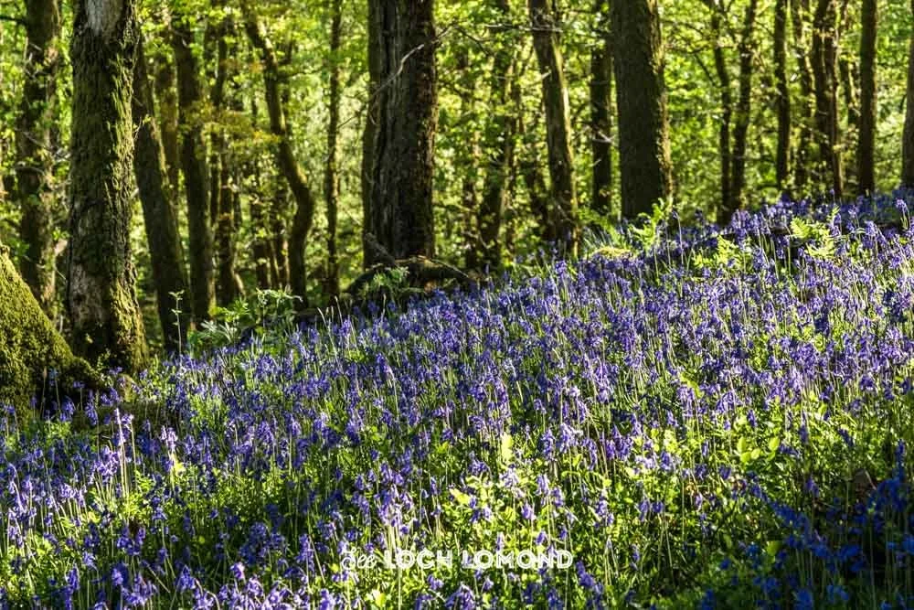 Visit Aberfoyle, Gateway to the Trossachs — See Loch Lomond :: What to ...