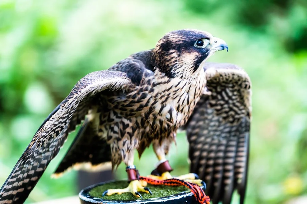 Guide to visiting Loch Lomond Bird of Prey Centre in Balloch — See Loch ...