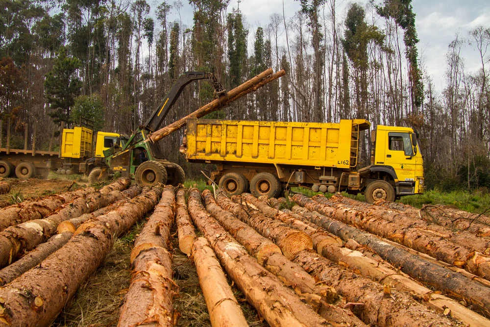 Gallery — The Wattle Company