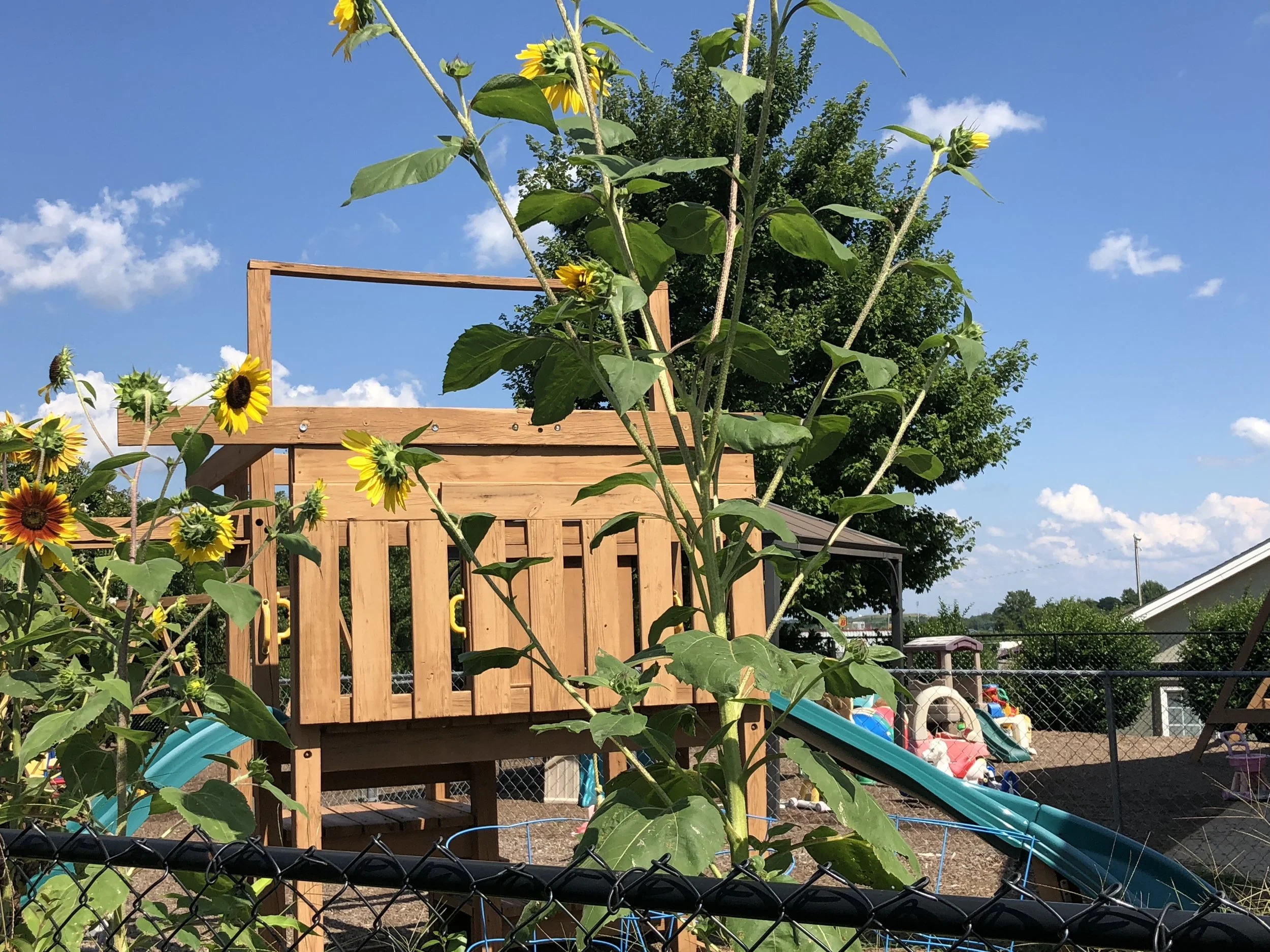 Little Sprouts Learning Center