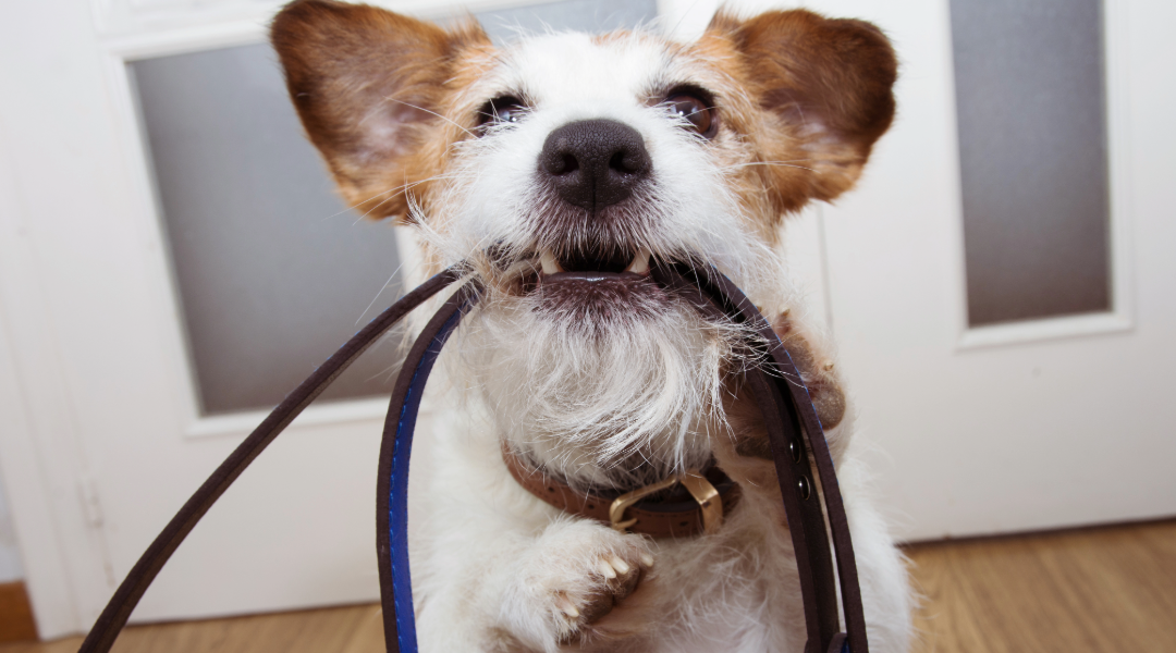 Benefits of Walking Your Dog! — LICKS Pill-Free Solutions