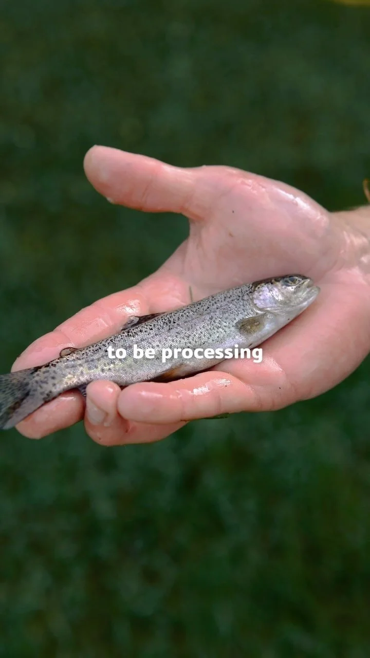 The Story — Smoke In Chimneys