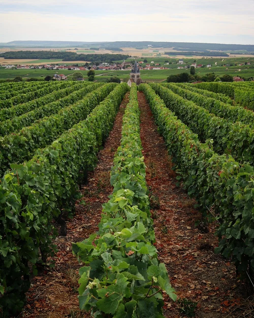 Champagne — WINERY REFLECTIONS