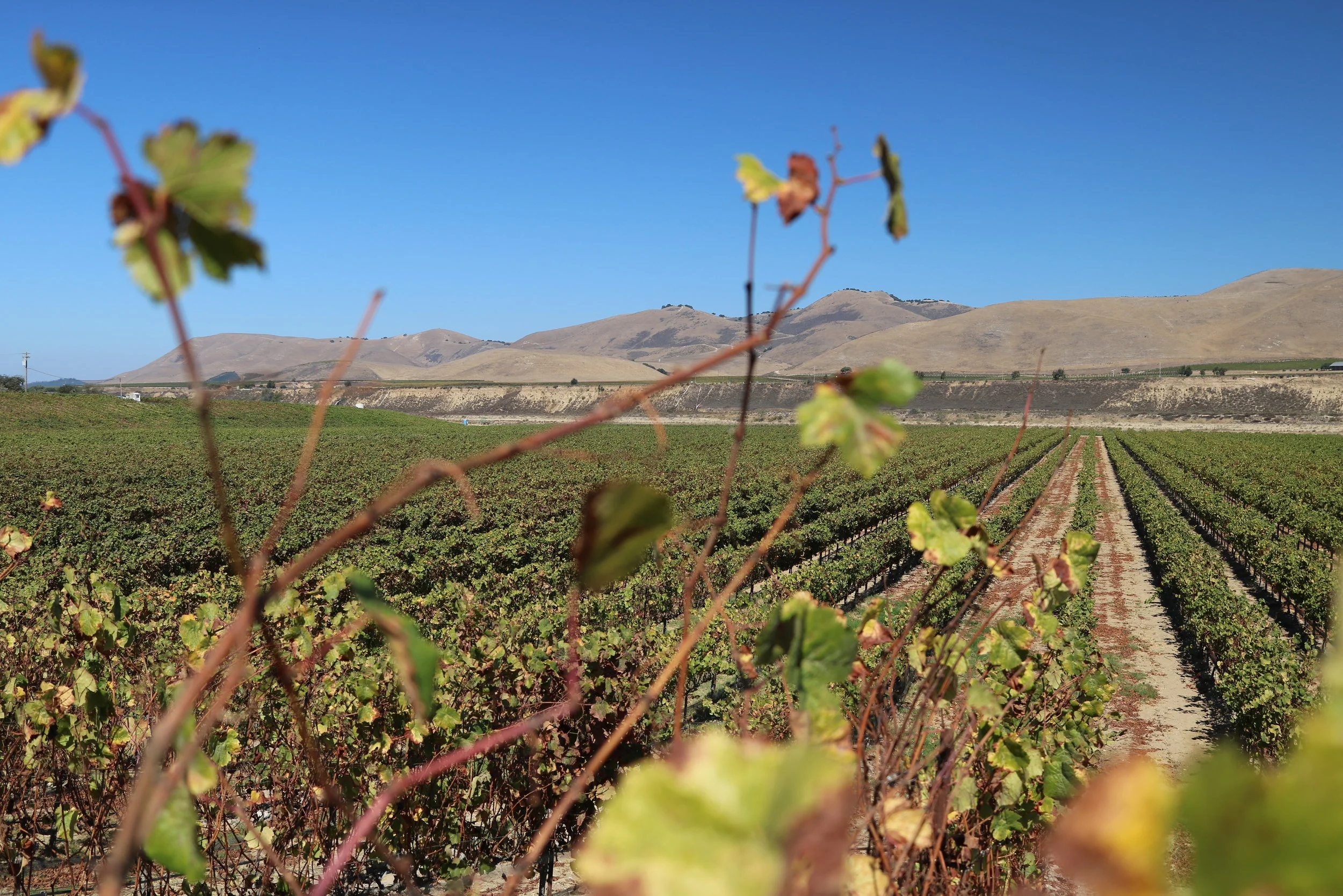 Riverbench Vineyard & Winery — WINERY REFLECTIONS