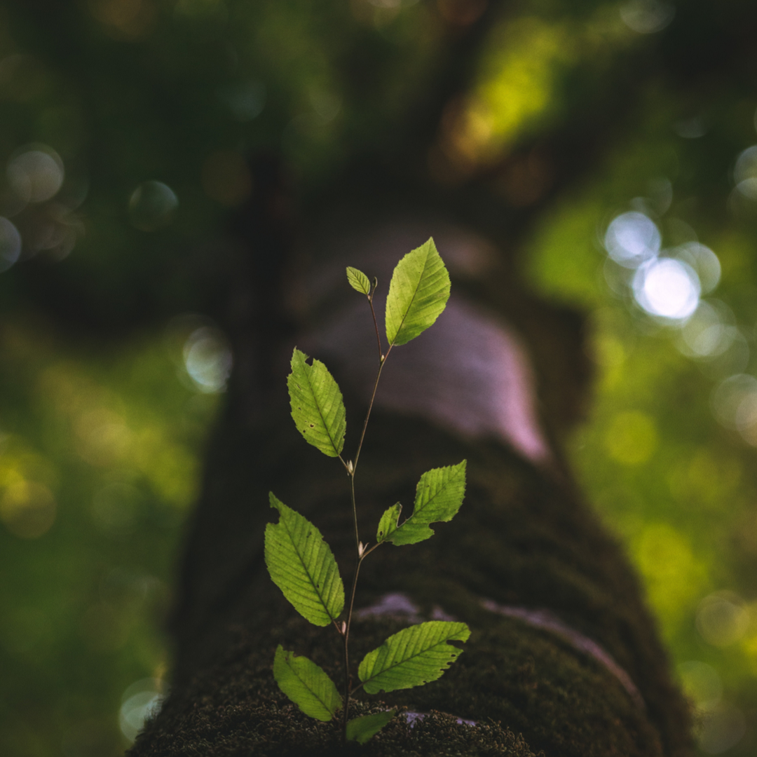 Good Stewardship - Greater Generosity — Christian Stewardship Network