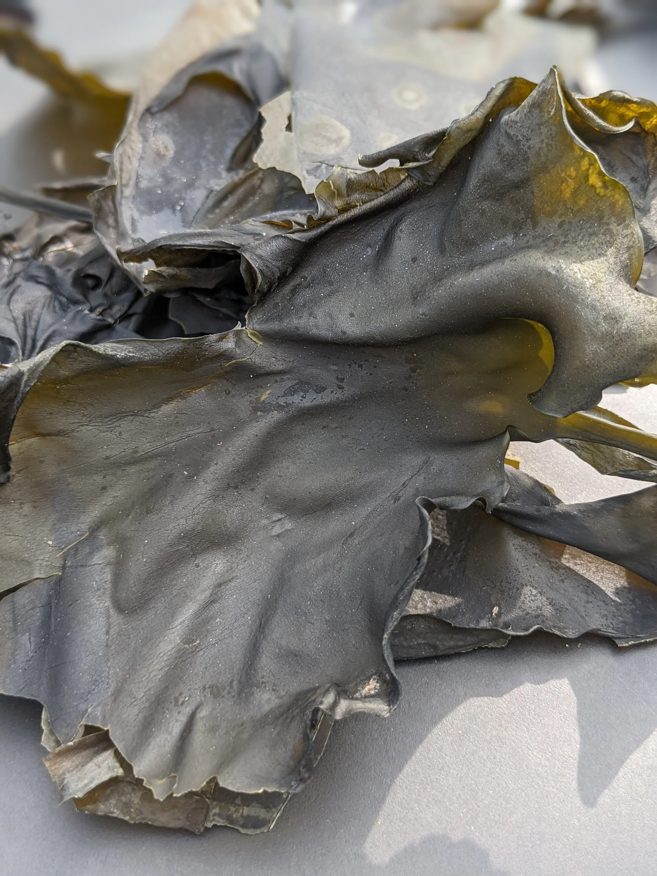 Laminara digitata — Ocean Rainforest