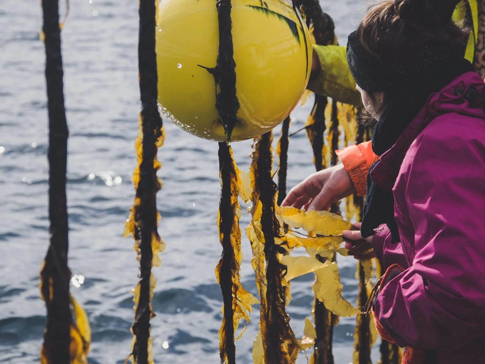 Projects — Ocean Rainforest