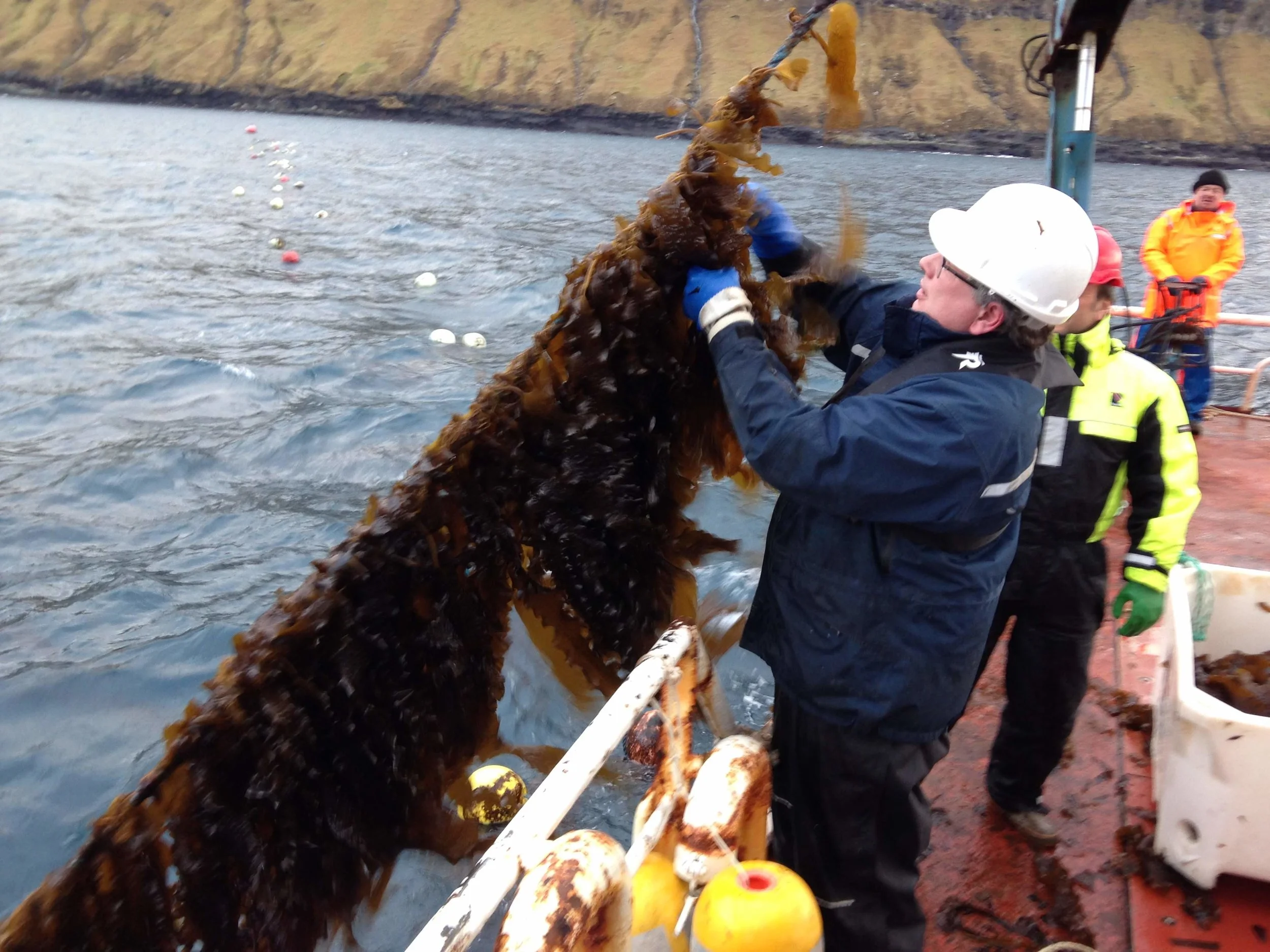 Pictures — Ocean Rainforest