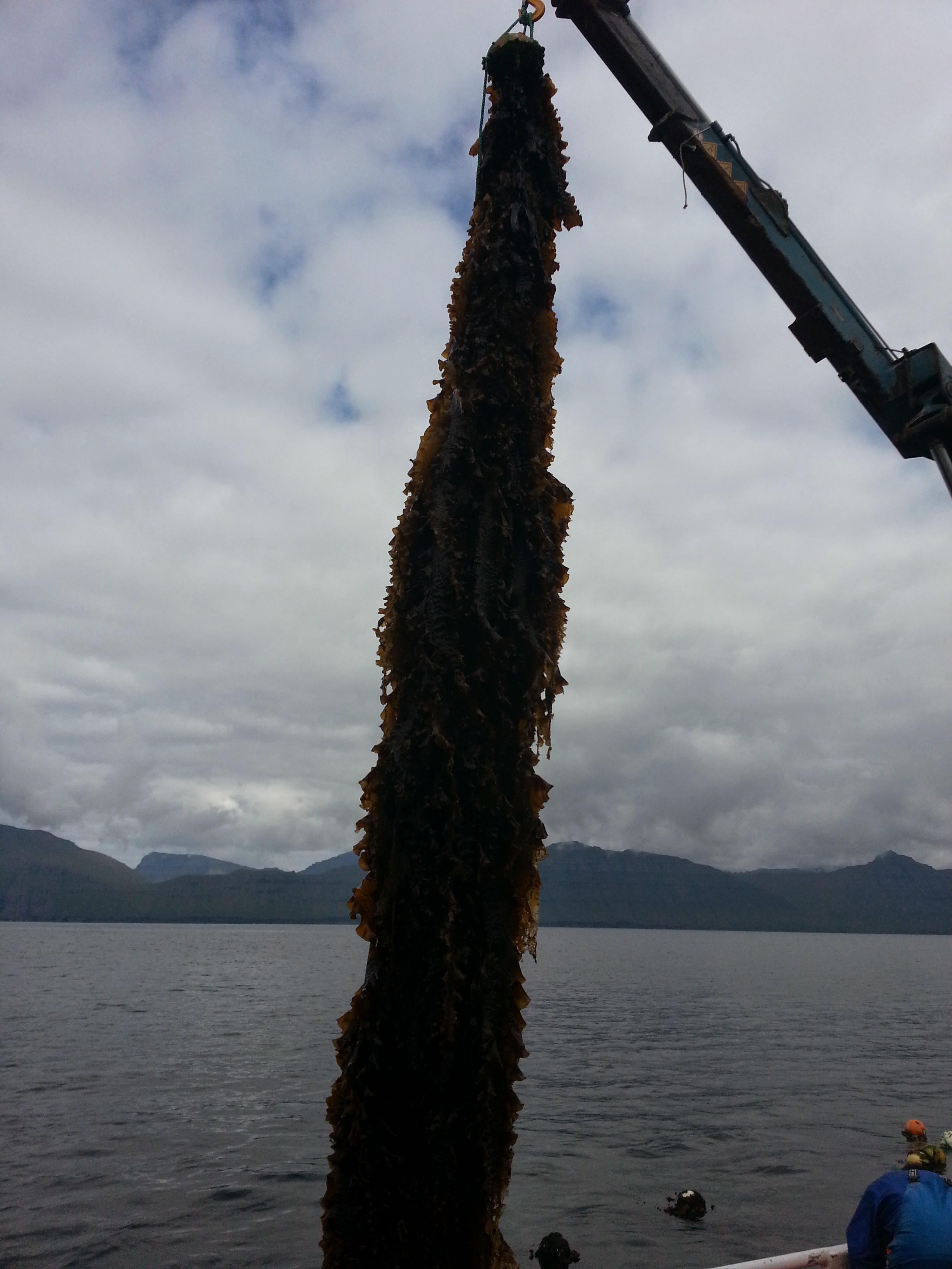 Pictures — Ocean Rainforest