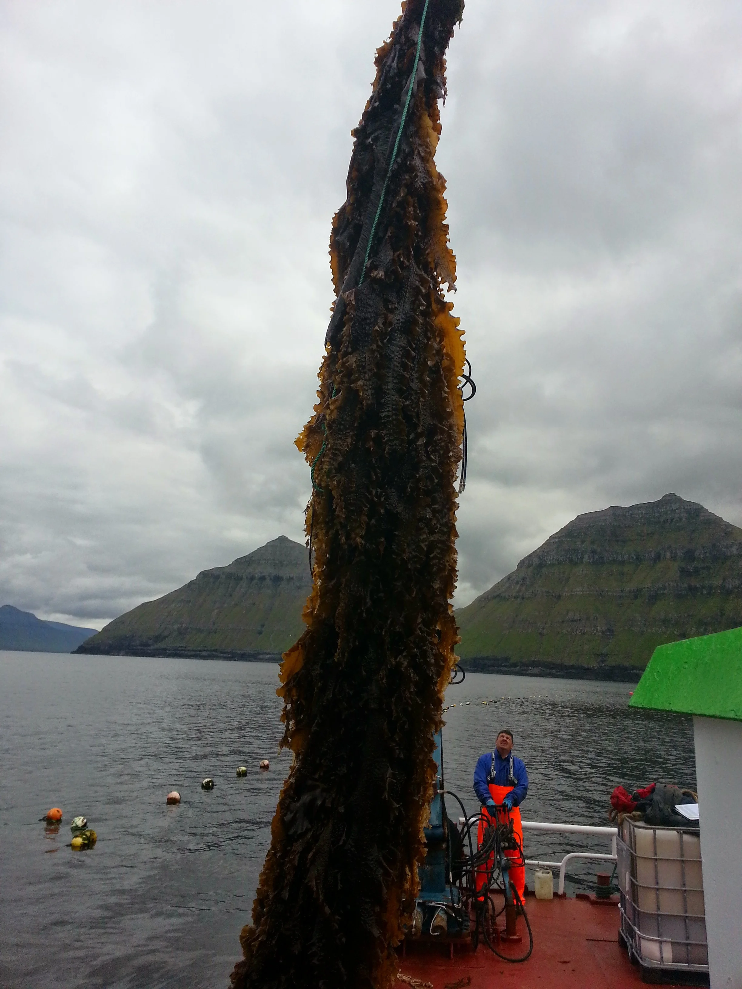 Pictures — Ocean Rainforest