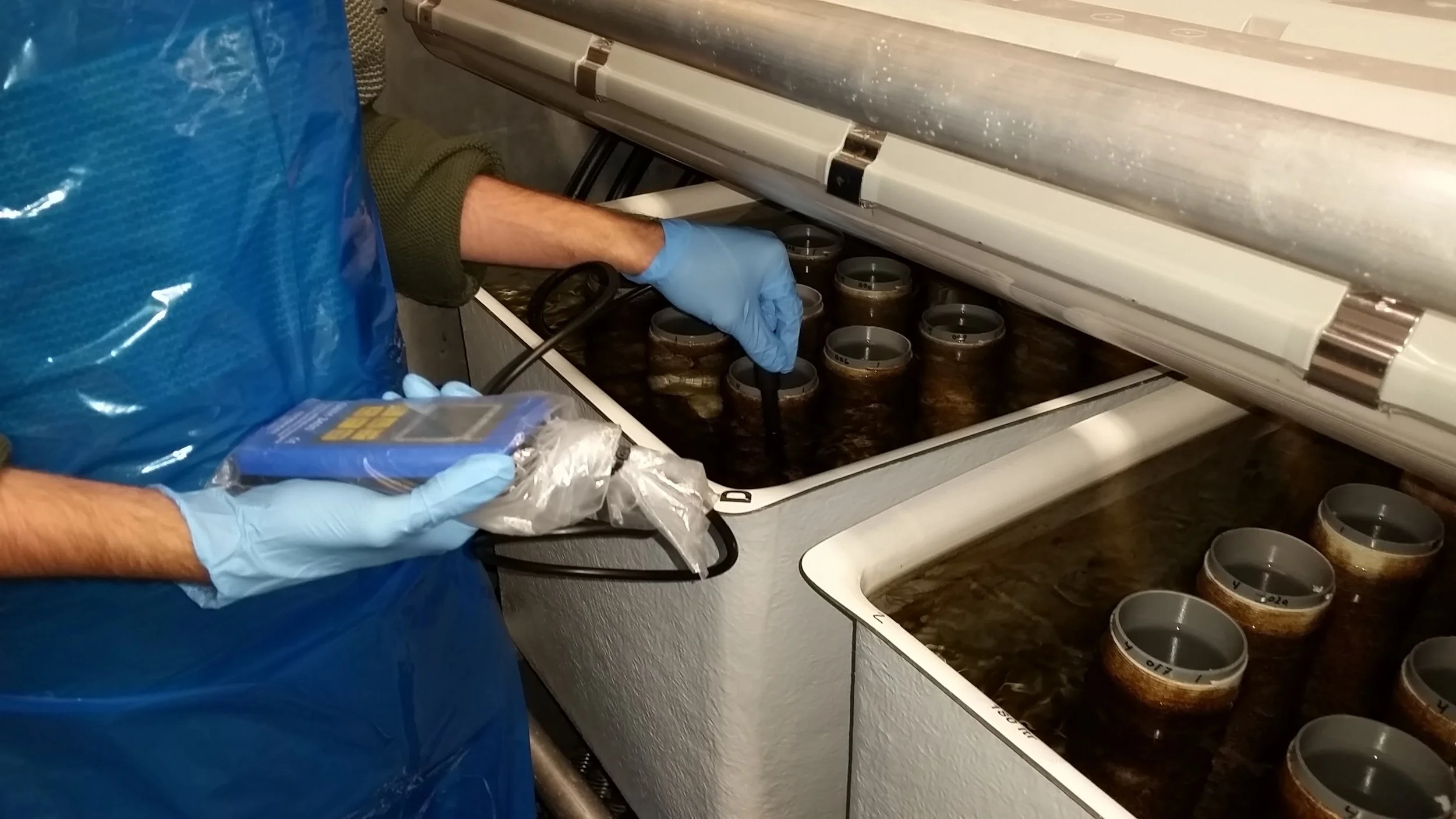 Pictures — Ocean Rainforest