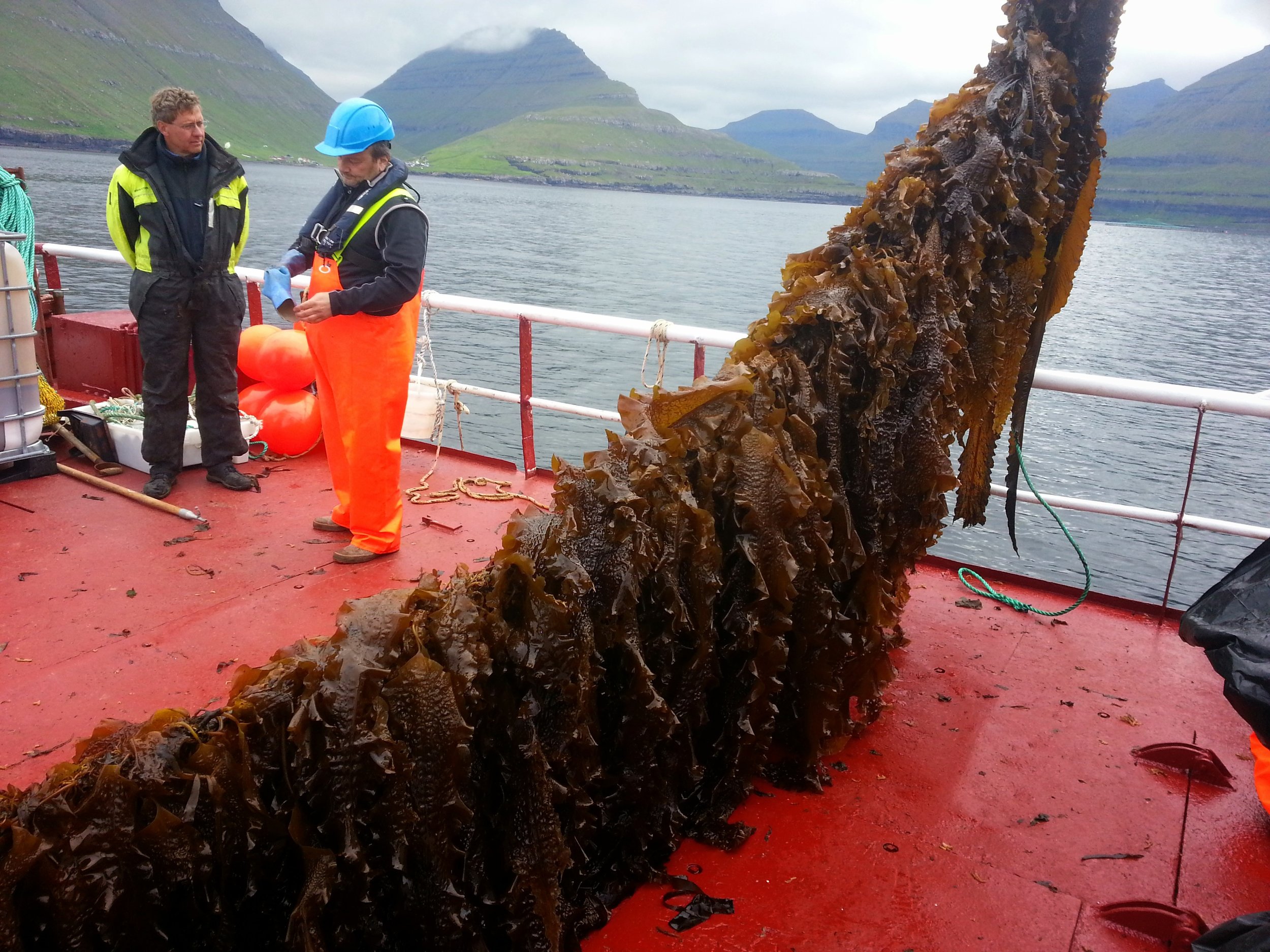 Pictures — Ocean Rainforest