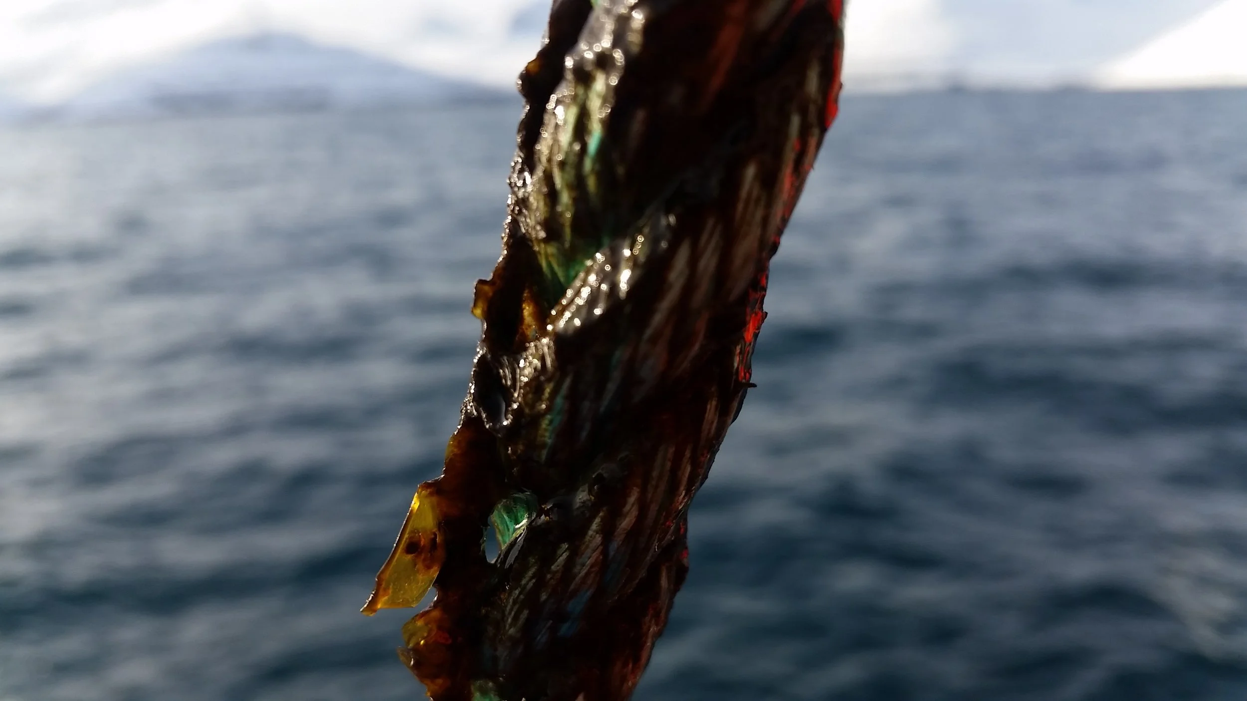 Pictures — Ocean Rainforest