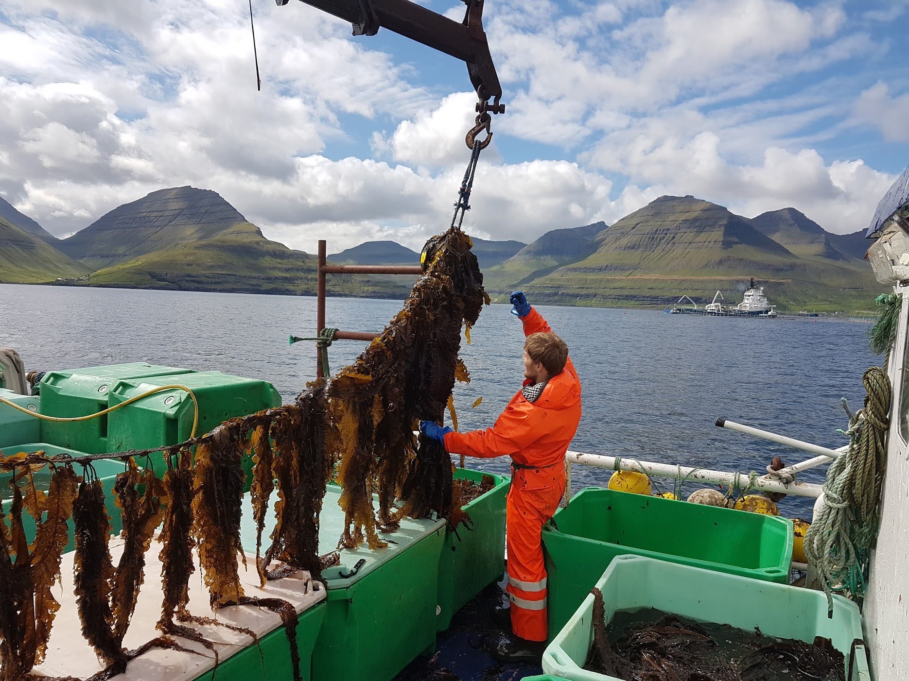 Pictures — Ocean Rainforest