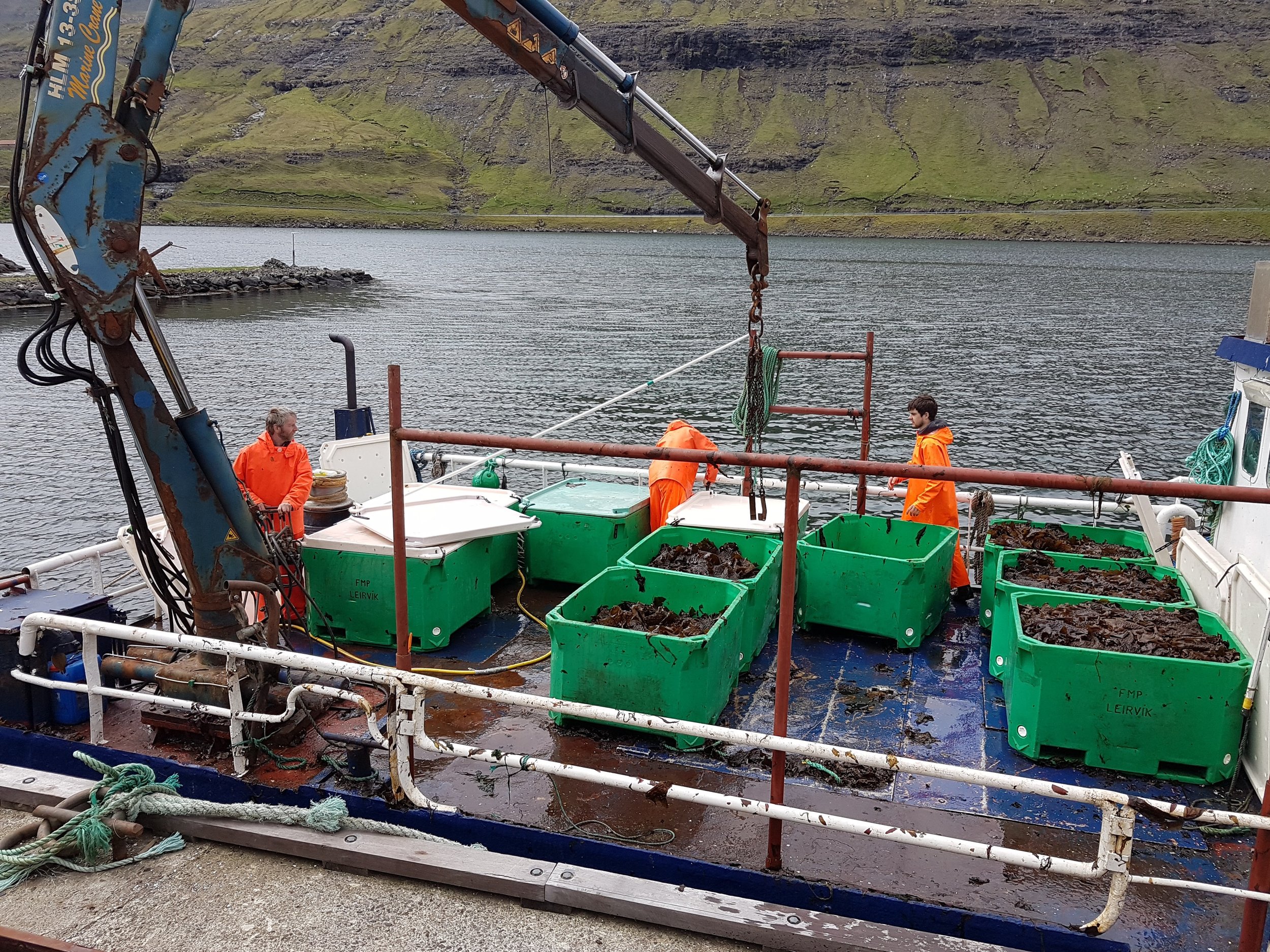 Pictures — Ocean Rainforest