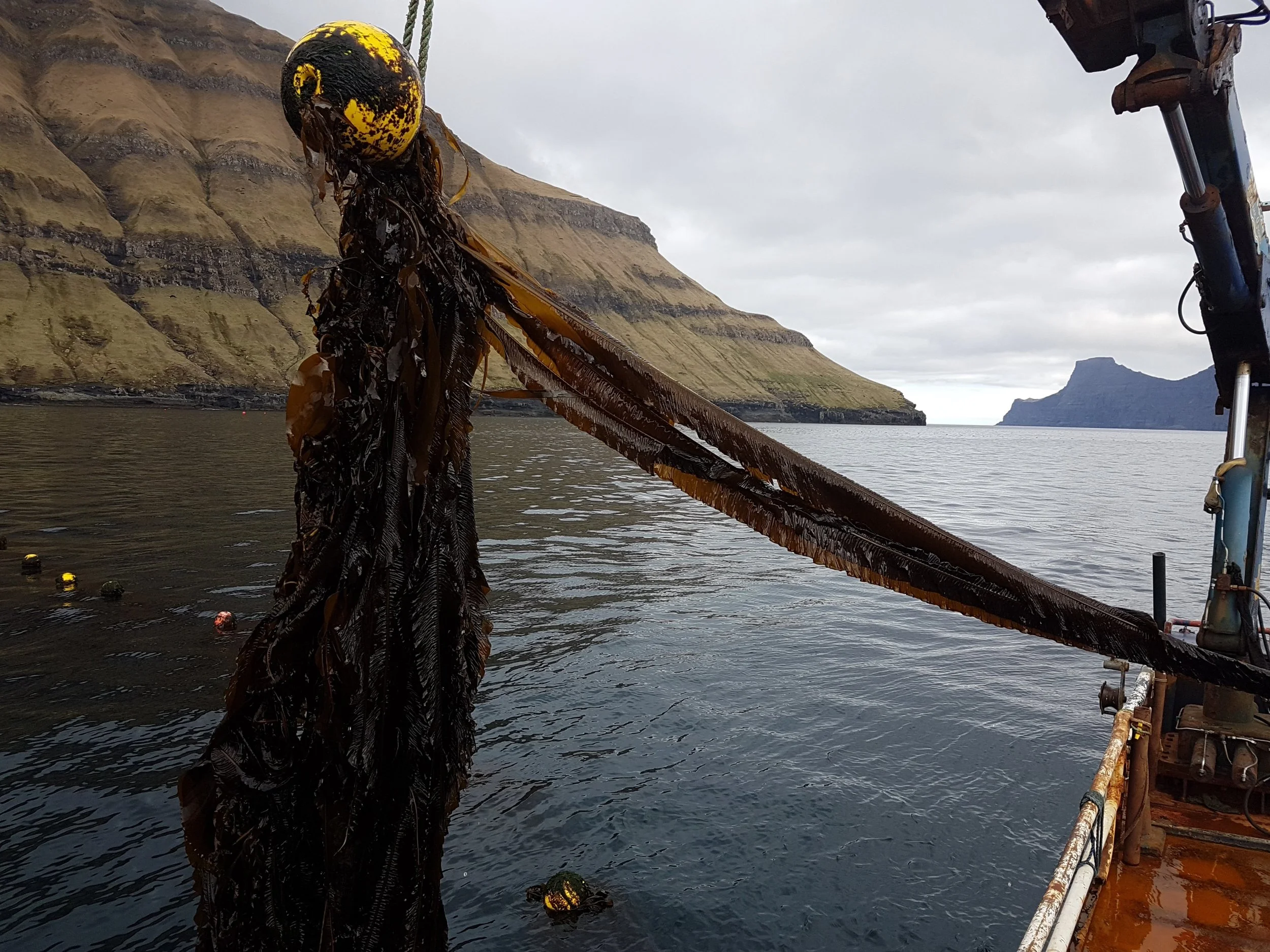 Pictures — Ocean Rainforest