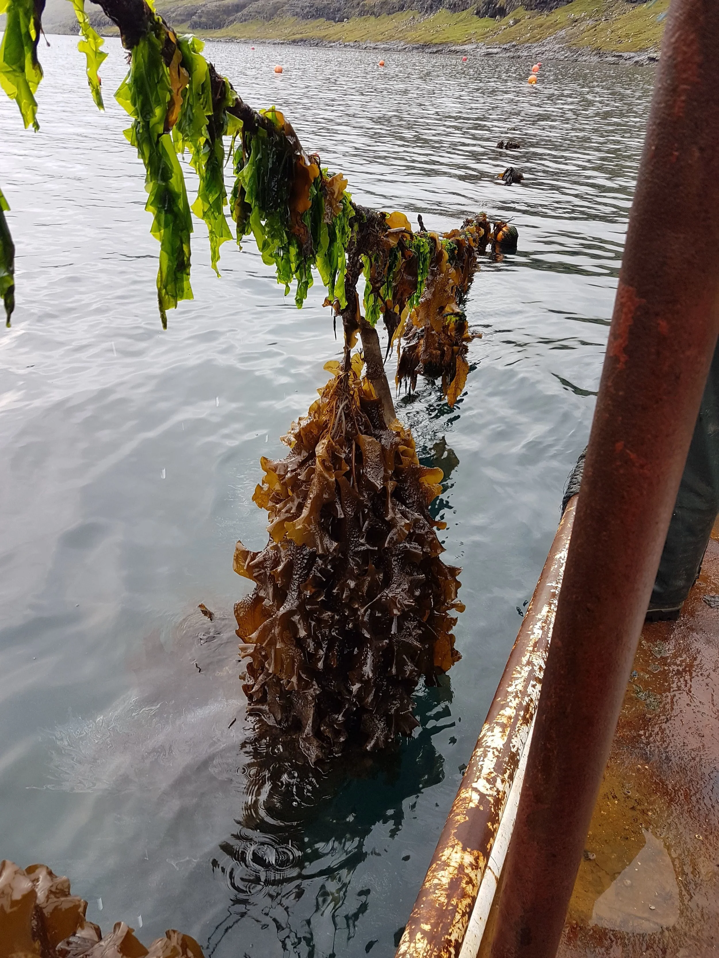 Pictures — Ocean Rainforest