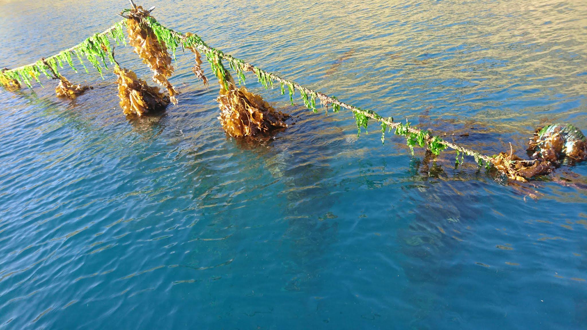 Pictures — Ocean Rainforest