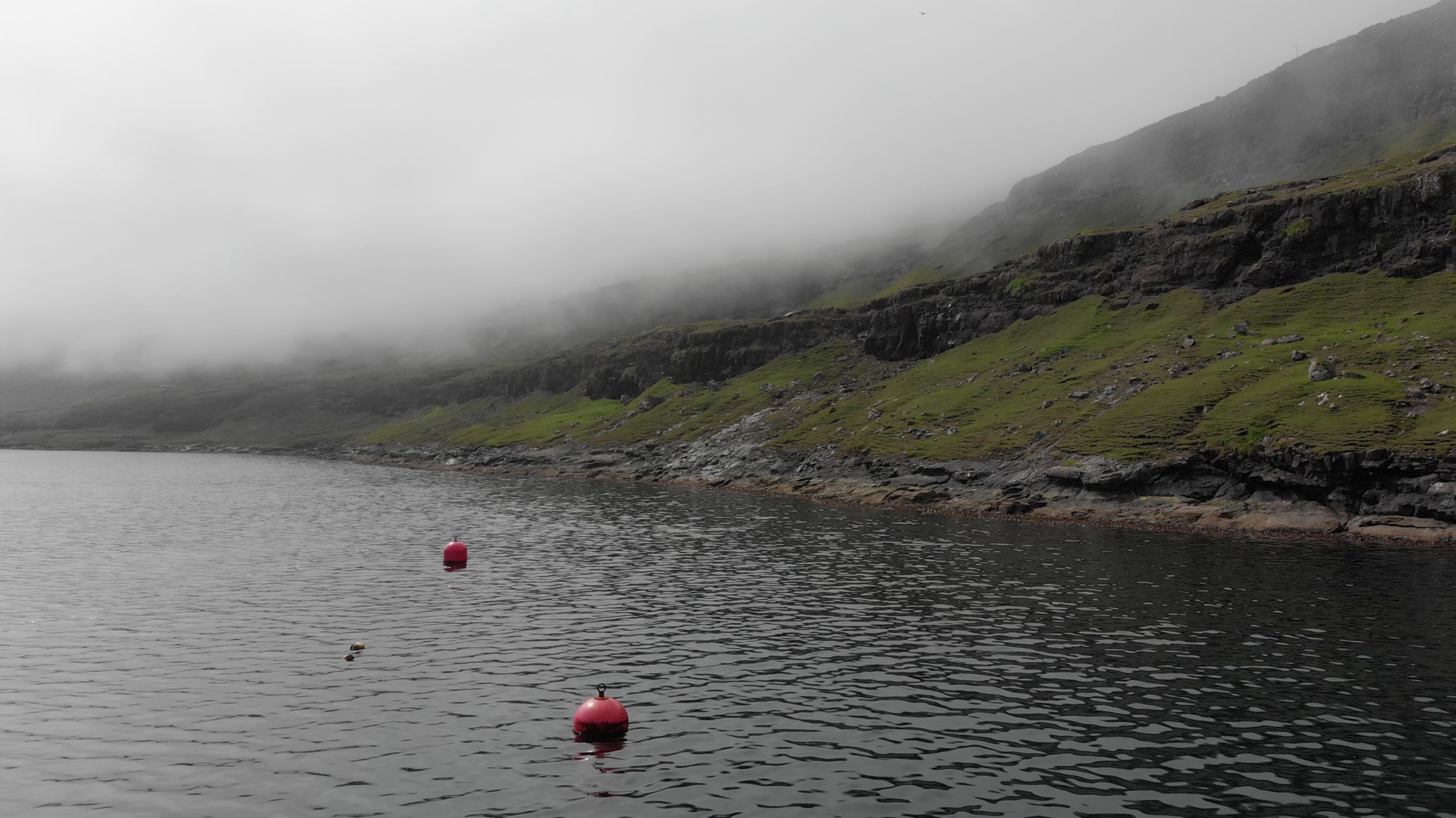 Pictures — Ocean Rainforest