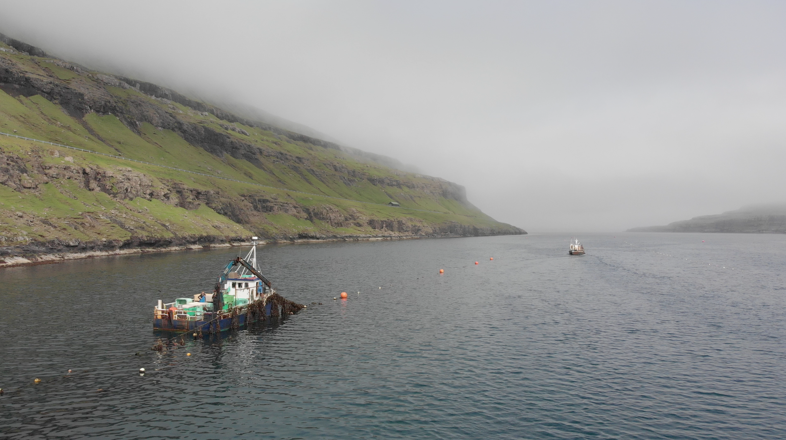 Pictures — Ocean Rainforest