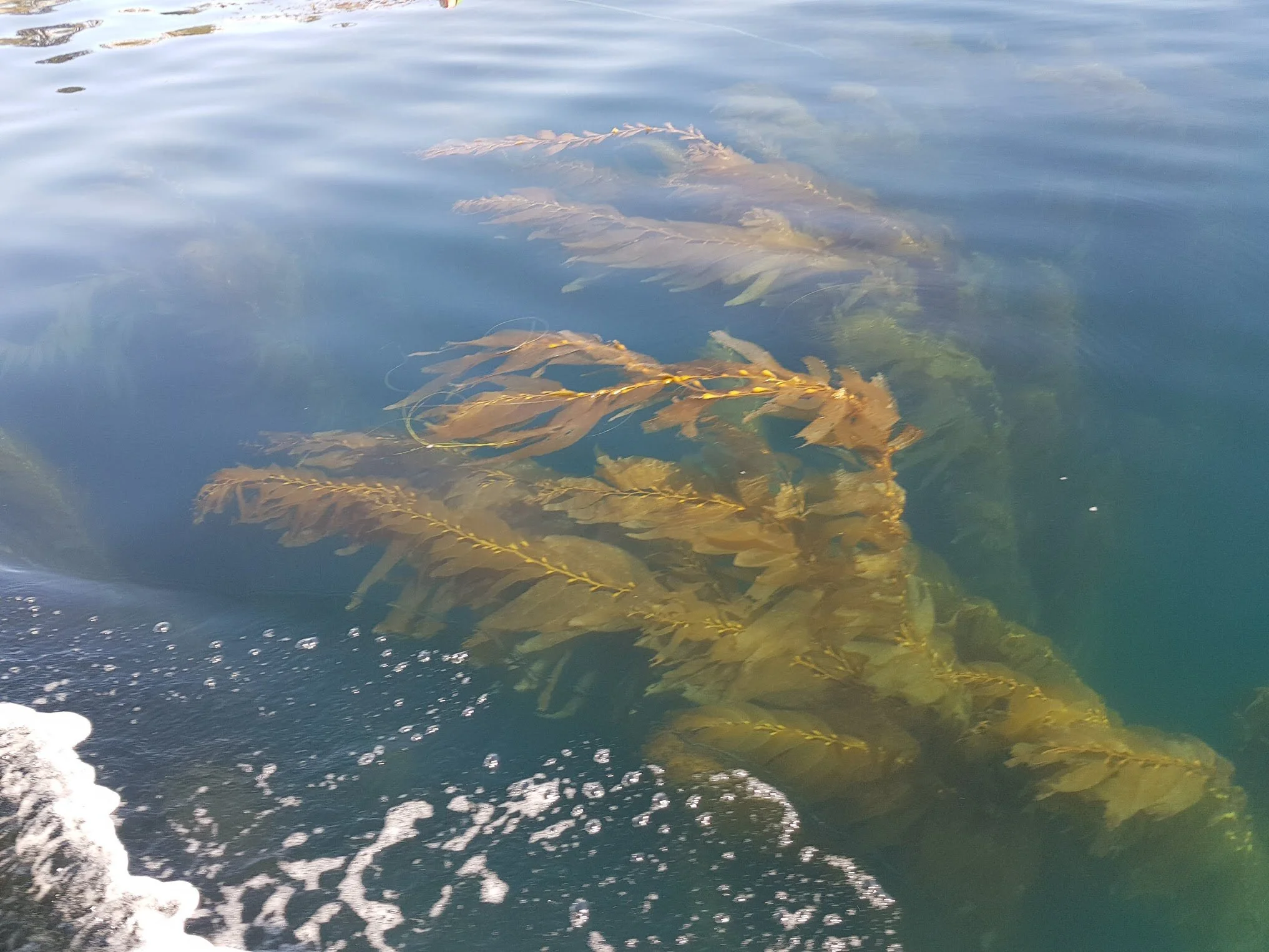 Projects — Ocean Rainforest