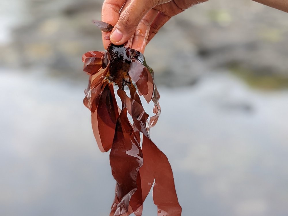 Facts about P. palmata — Ocean Rainforest