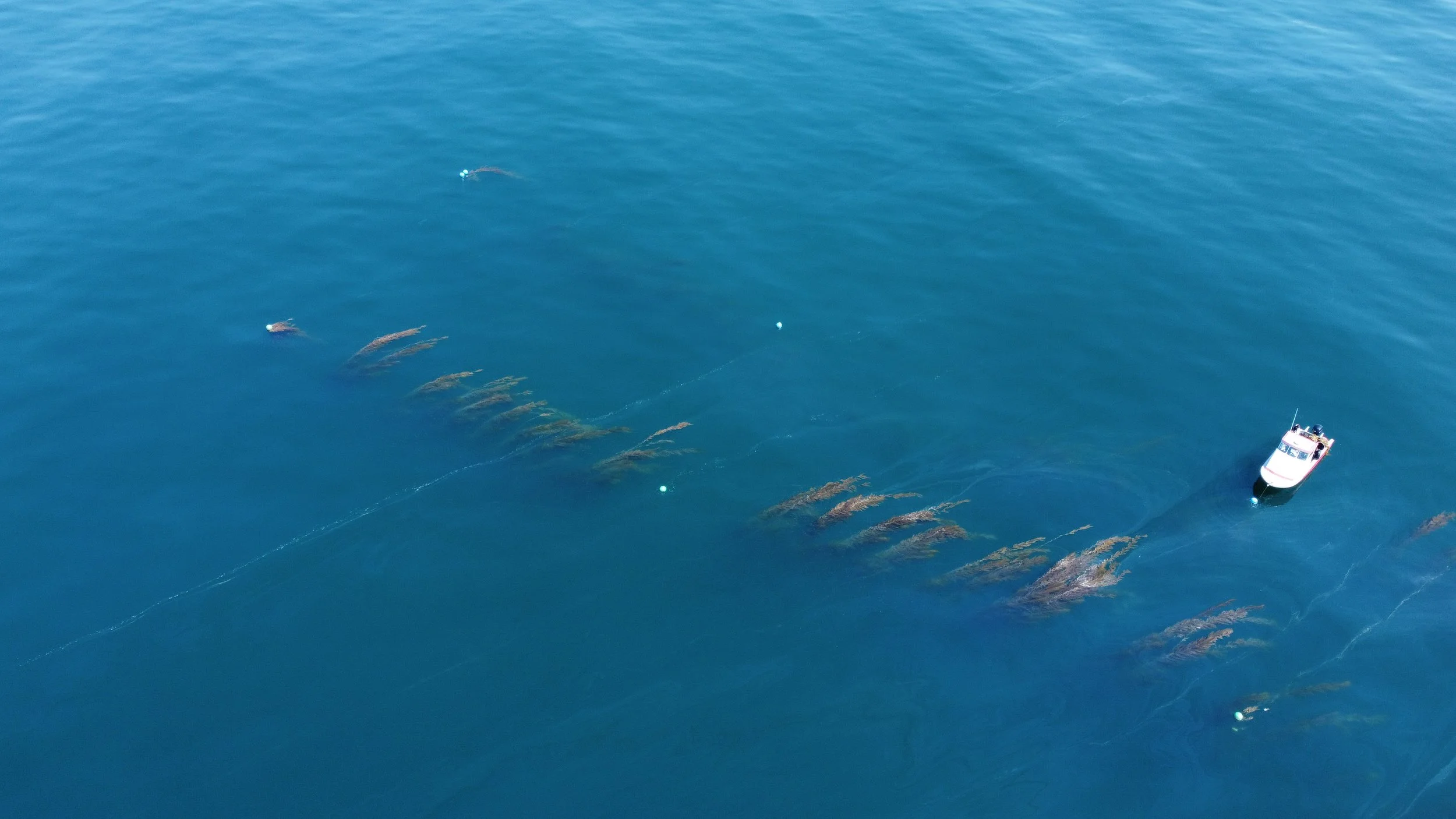 OCEAN RAINFOREST SECURED TECHNOLOGY TO MARKET PLUS UP AWARD — Ocean Rainforest