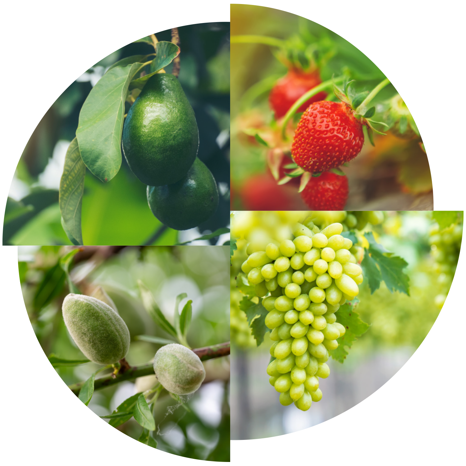 Agriculture — Ocean Rainforest