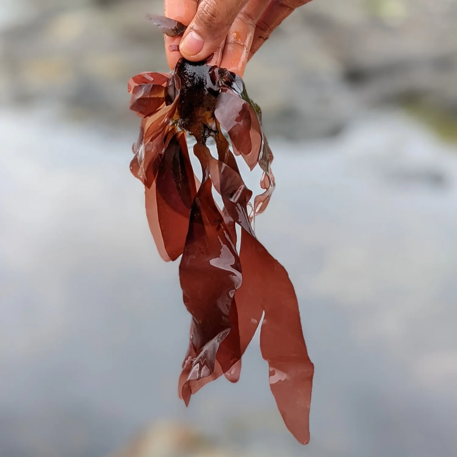 Palmaria palmata — Ocean Rainforest