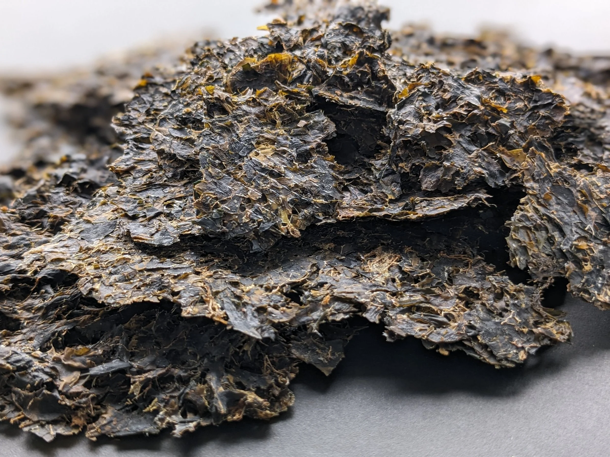 Saccharina latissima — Ocean Rainforest