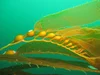 Facts about M. pyrifera — Ocean Rainforest